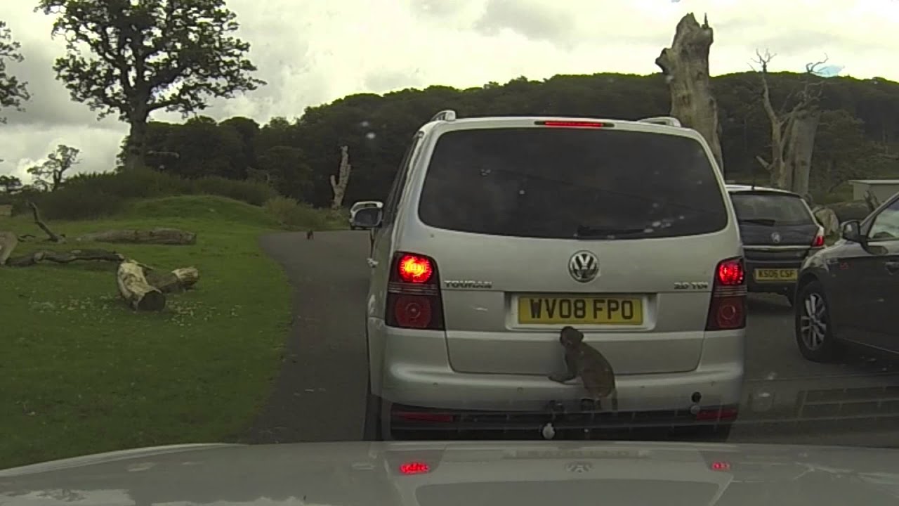The Monkey Drive Thru at Longleat Safari Park - YouTube
