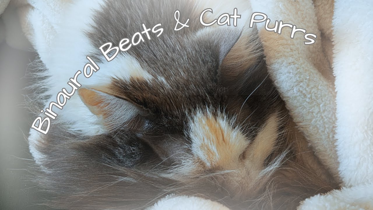 Deep Sleep Sounds- Calming Cat Purr ASMR and Music- Relax and Heal ...