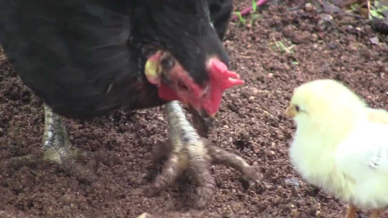 Pollitos comiendo su primera lombiz - YouTube
