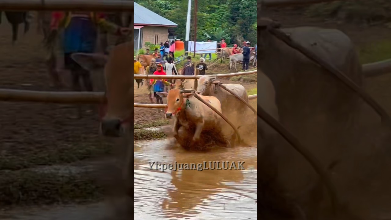 Edisi penjoki galau ️ ️ ️ #minangkabau #automobile #sapiriau #cowrace # ...