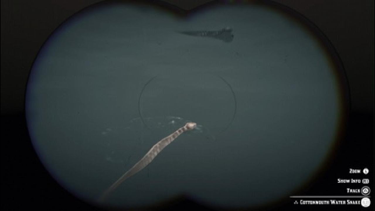 Red Dead Online- Cottonmouth Water Snake location- Van Horn - YouTube