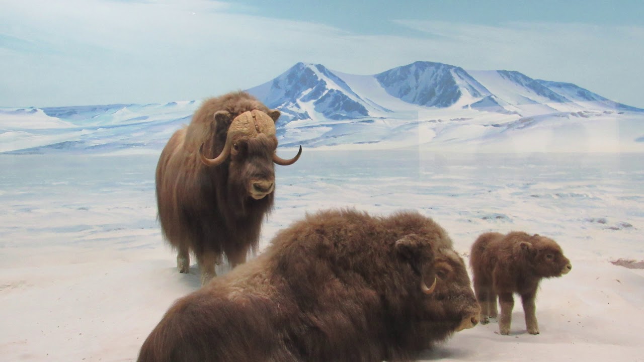 Natural History Museum - African and North American Animals Diorama ...