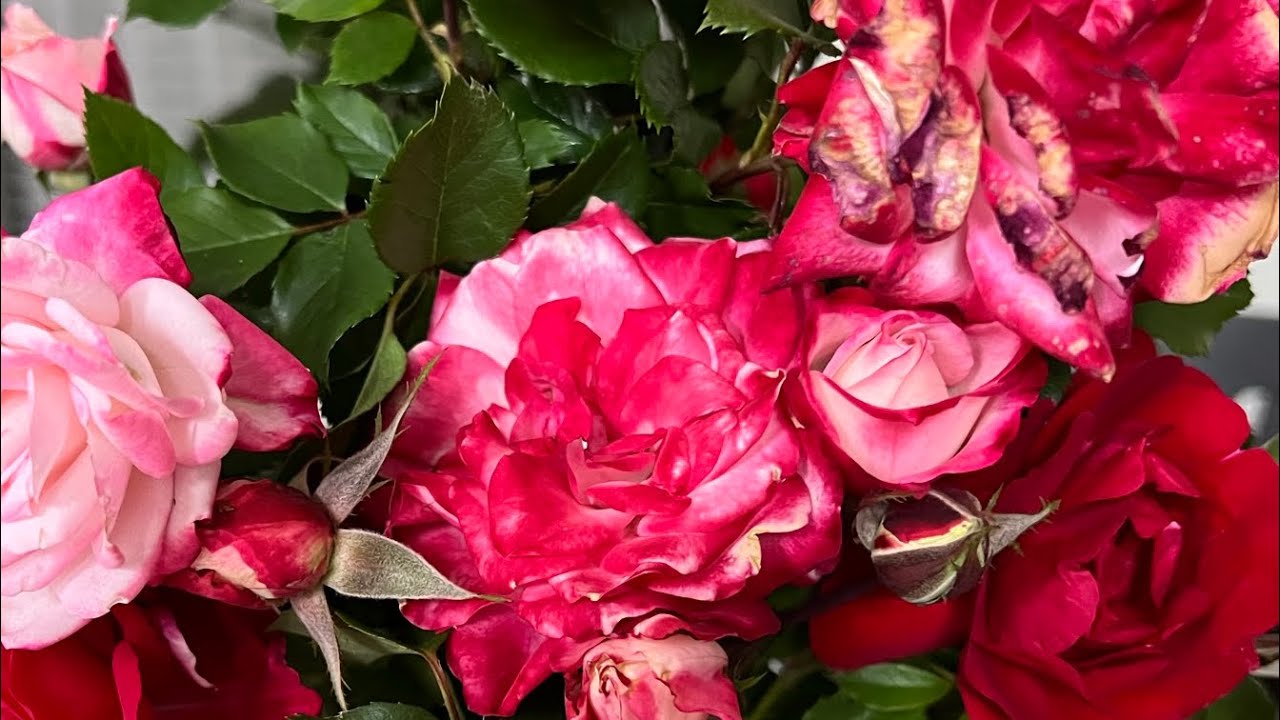 Sakura ,Roses & Flowers Pix Collections || #trending #flowers - YouTube