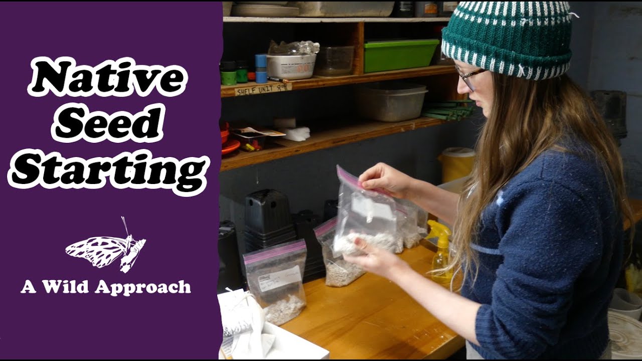 Cold Stratification of Native Seeds and Sowing in Pots! - YouTube
