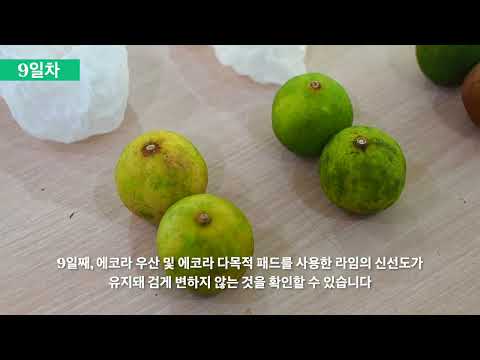 Ecora Payung - Fruit Test (Korean Version)