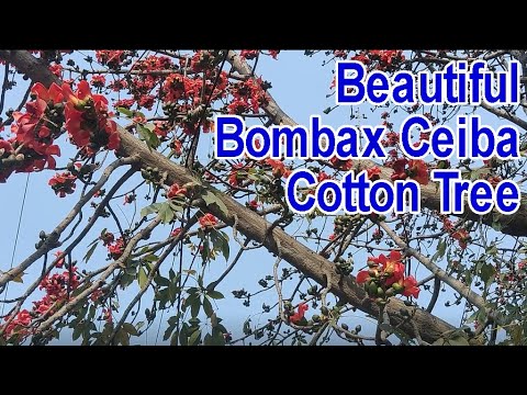Beautiful Bombax ceiba, cotton tree Malabar silk-cotton tree; red silk ...
