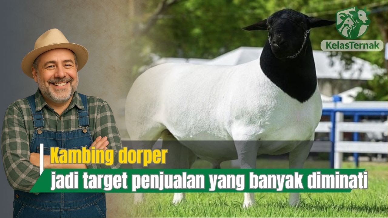 RAHASIA Kambing Dorper Diburu Pembeli & Peternak! Kamu Wajib Tahu ...