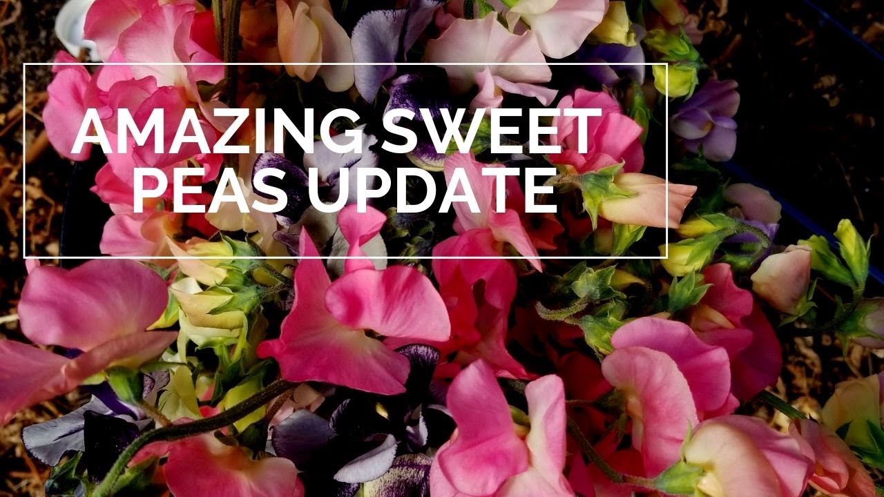 Amazing Sweet-pea update! - YouTube