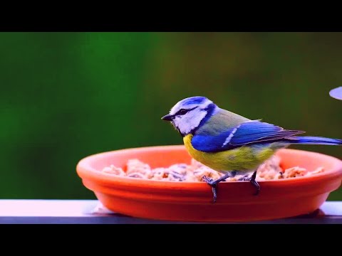 Birds Singing with Piano Music in the Background.