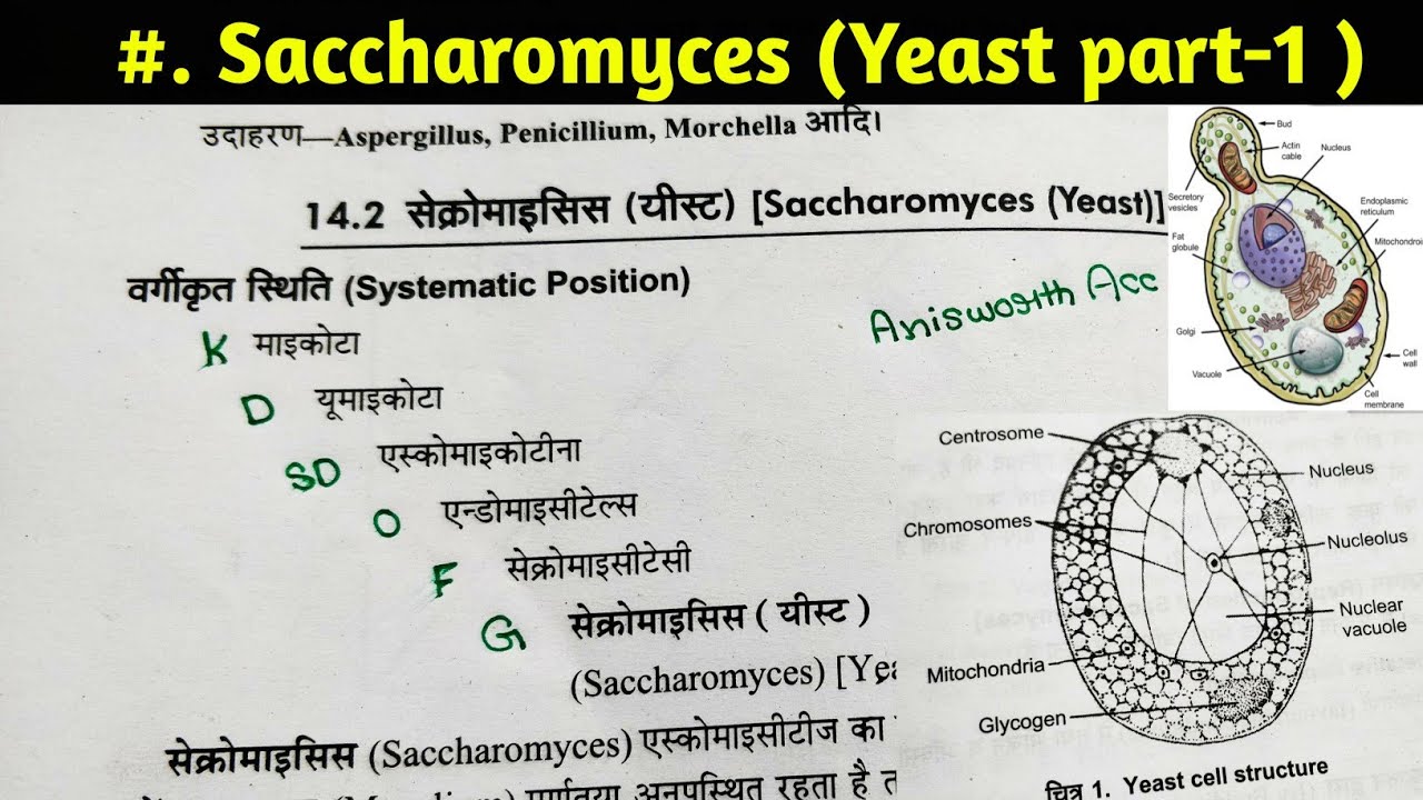 Saccharomyces Yeast structure and reproduction part-1 || B.Sc first ...
