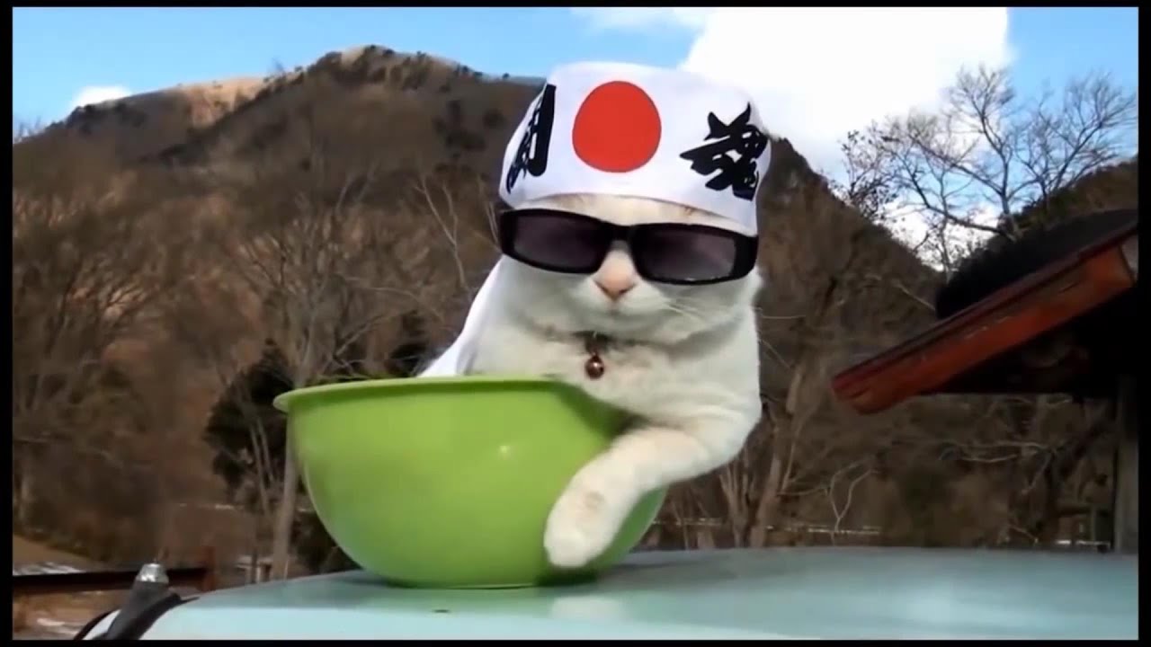 COMEDY - Cats and their funny behaviour - YouTube