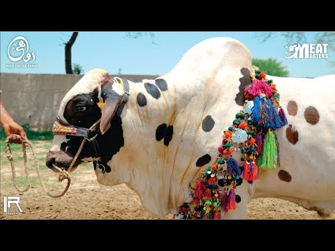 Basheer || Rohi Cattle Farm || Animal Beauty || MashAllah || Maweshi ...