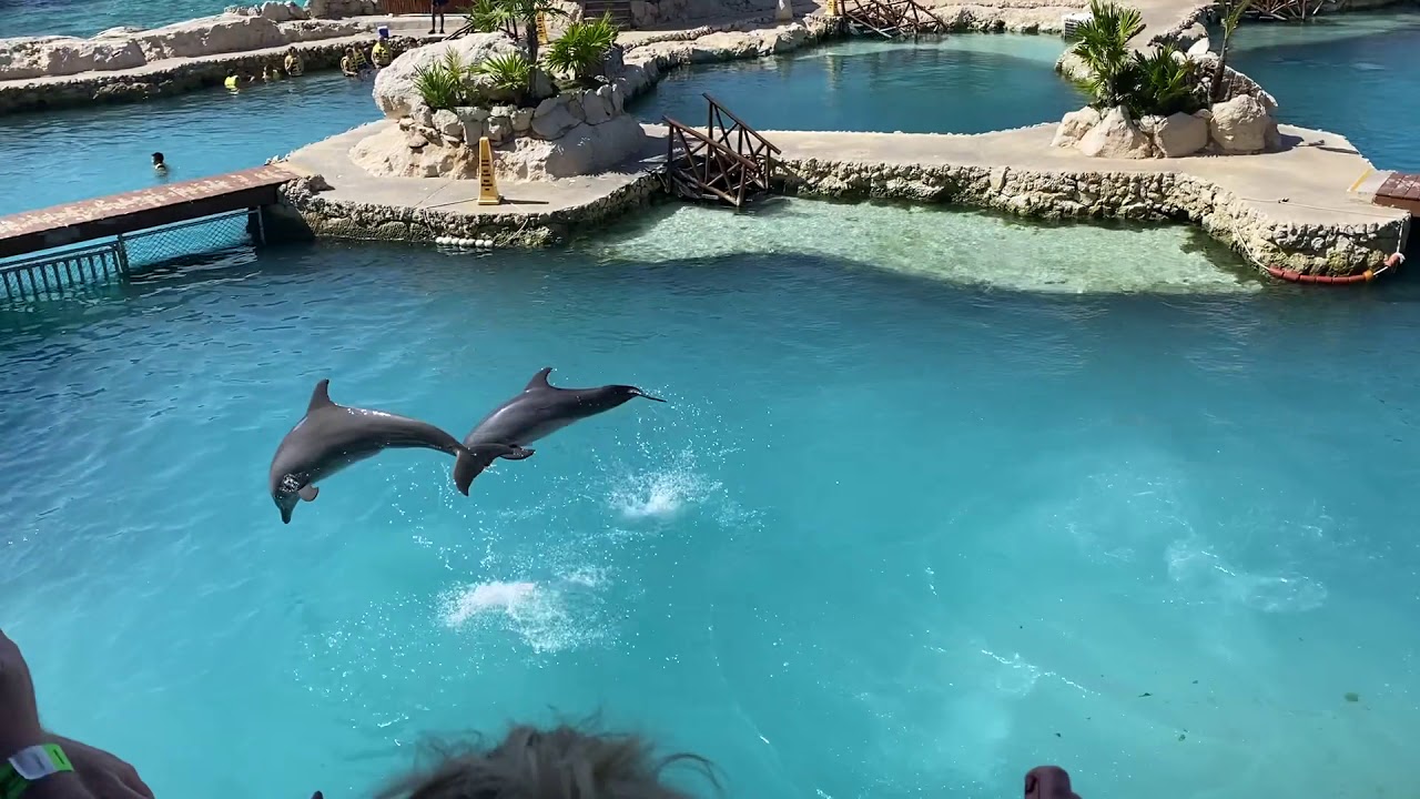Dolphinaris- Cozumel, Mexico - YouTube
