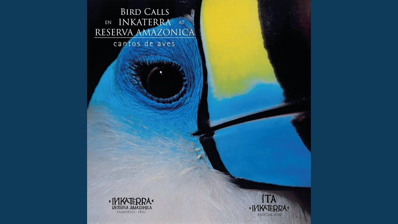 Tangara Azuleja (Thraupis episcopus) - YouTube