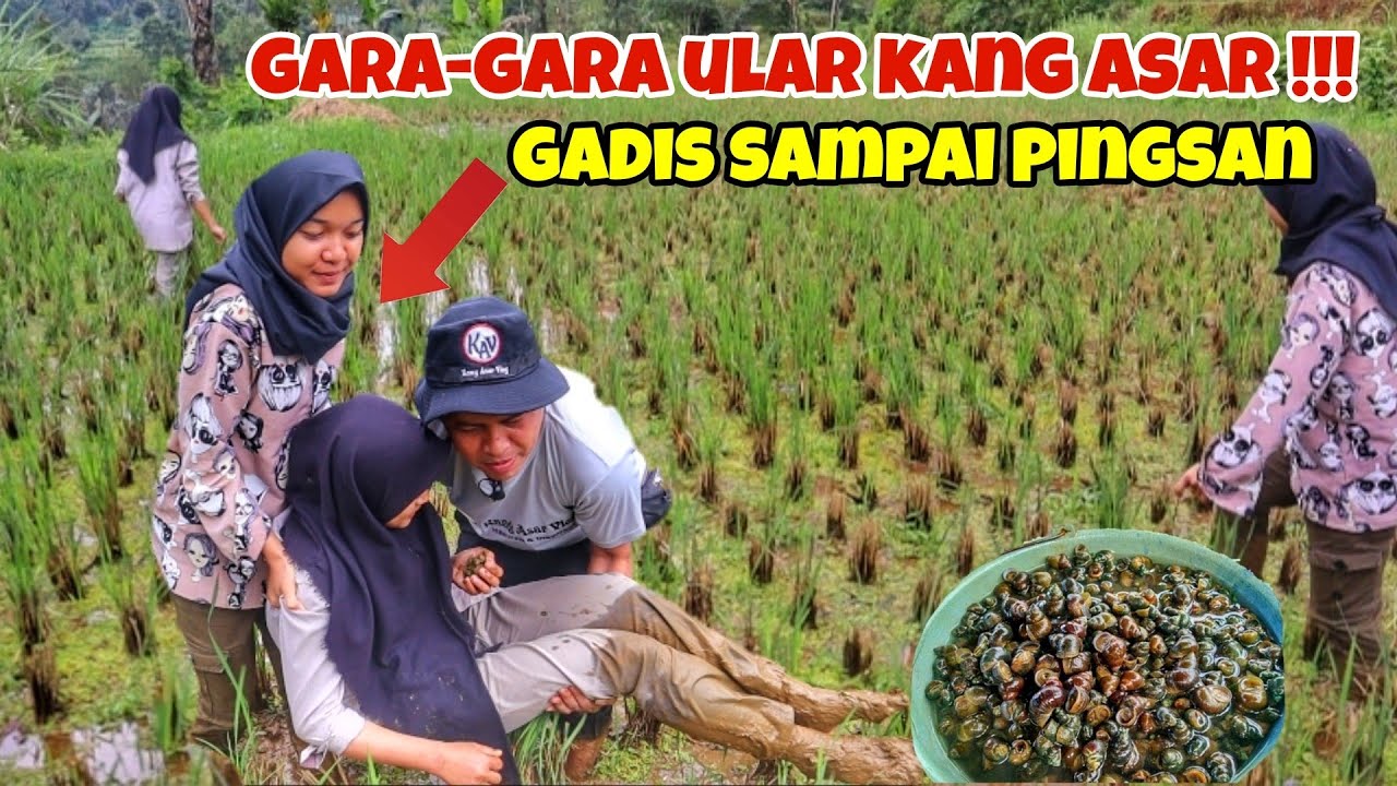 Pesona Gadis Desa Cantik Berburu Tutut Sawah I Suasana Pedesaan Dengan ...
