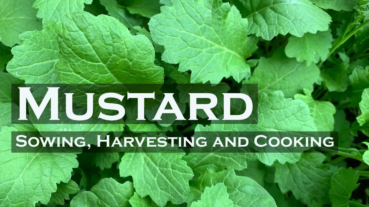 Growing Mustard (Sarson) from seeds in a storage box | How to sow, care ...