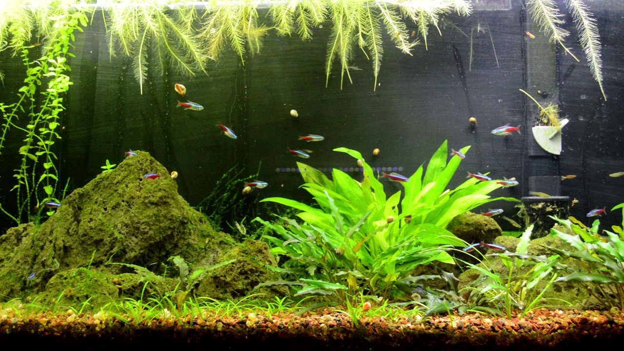 Peacock Endlers and Neon/Cardinal Tetras. Planted 55 Gallon. - YouTube