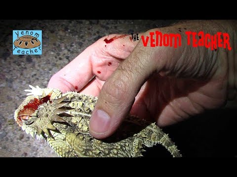 Horned Lizard Squirts Blood From Eye - YouTube