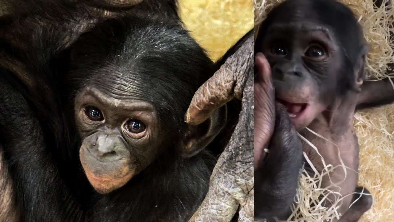 4-Month-Old Biso: See the World's Rarest Baby Bonobo Grow! 🐒 - YouTube