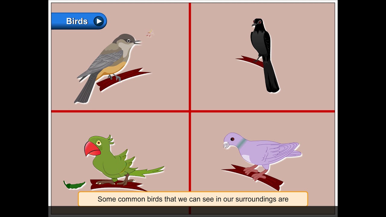 Birds For Class 1 YouTube birds-for-class-1-youtube