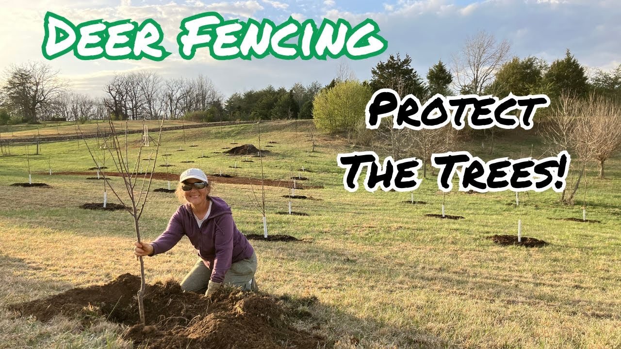 Deer Fencing Finale And Lots Of Trees...Finally! - YouTube