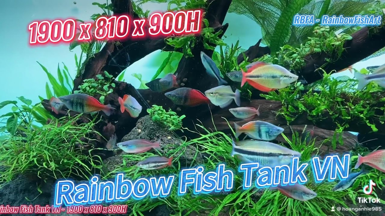 Rainbow Fish Tank VN - Layout Nature so Beautiful - Hoanganh Le - YouTube