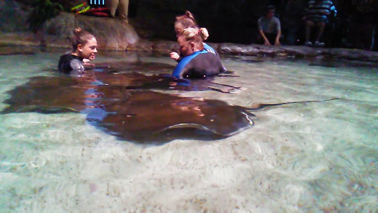 Stingrays at Ripleys in Myrtle Beach - YouTube