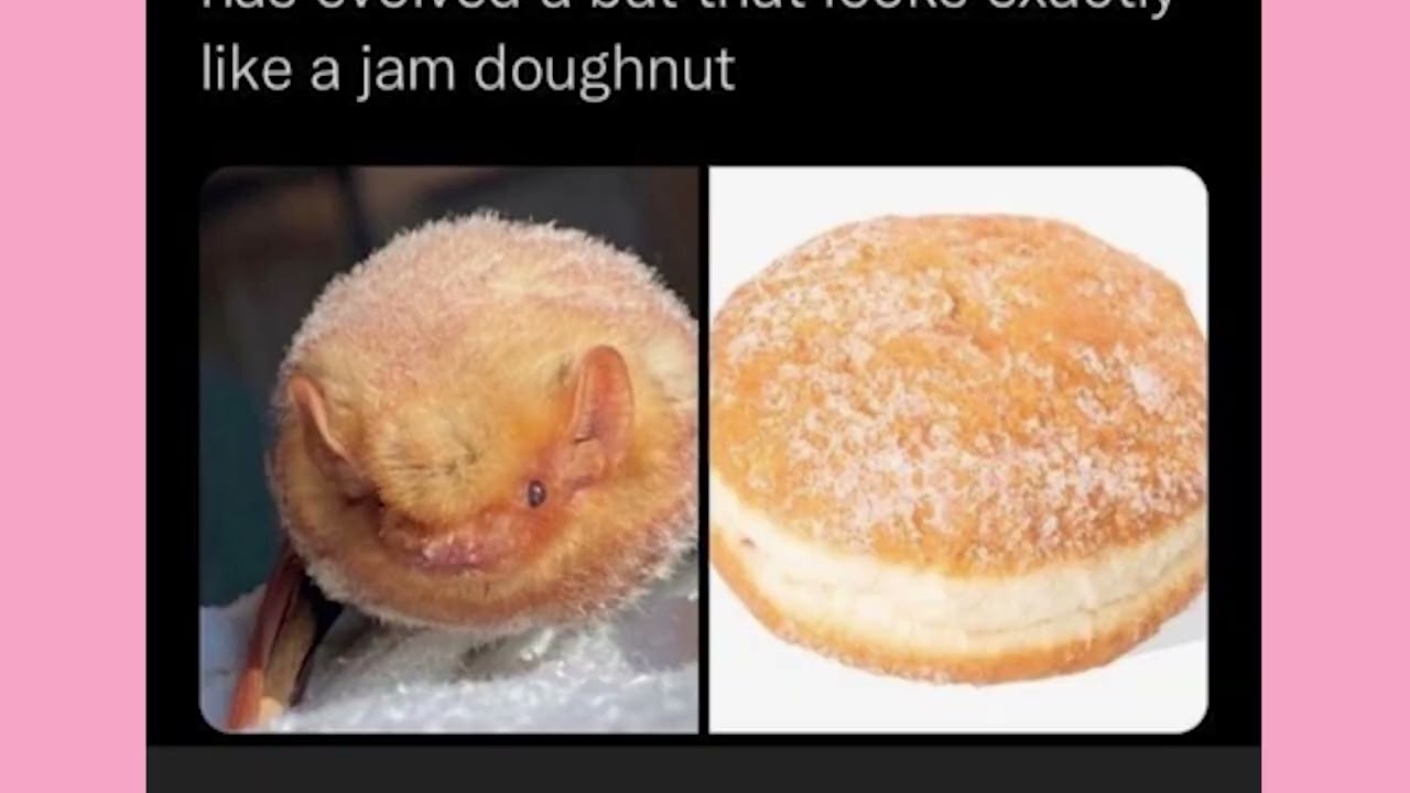 Jam Doughnut Memes