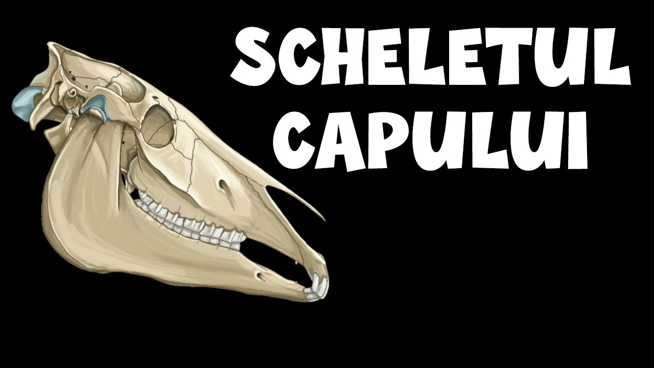 Scheletul Capului [Medicina Veterinara] - YouTube