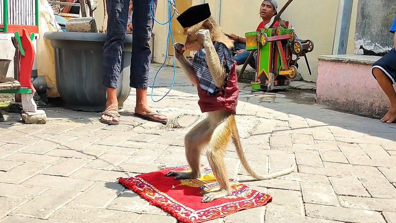 Topeng monyet sholat,Funny monkey,Topeng Monyet,Tandak bedes,Beruk ...