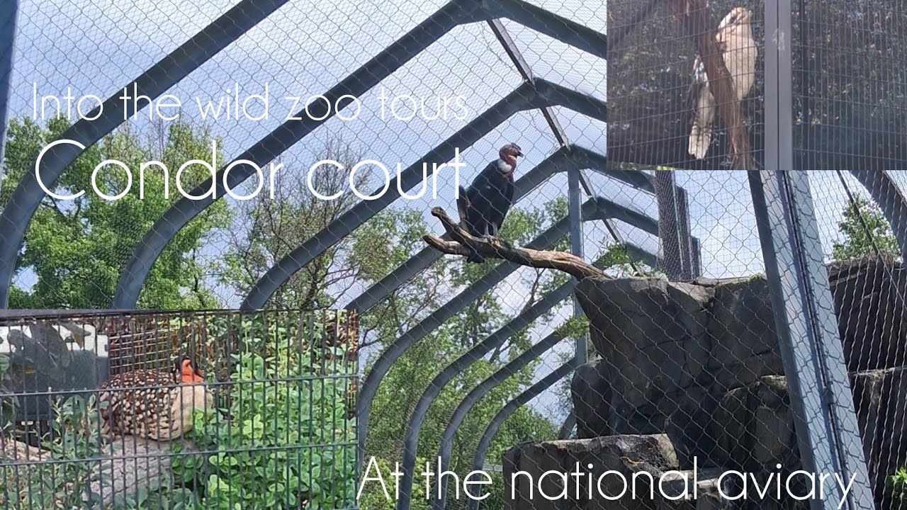 Into the wild zoo tours:condor court at the national aviary ft condors ...