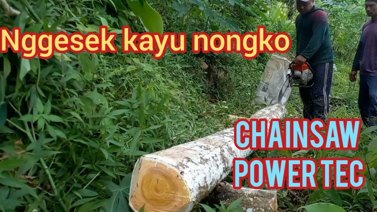 nggraji kayu NONGKO lur.. - YouTube