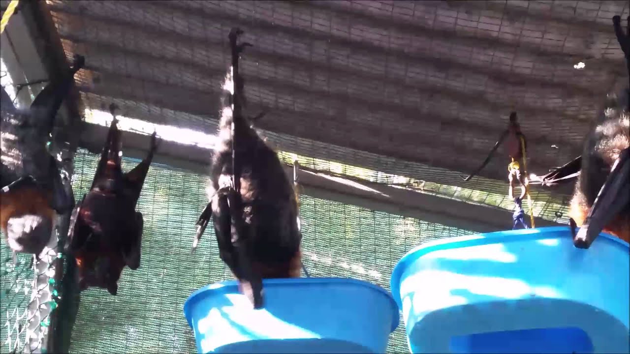 Flying-foxes eat dinner - YouTube