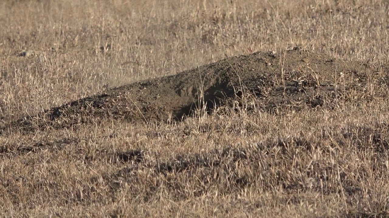 Gopher Hunting Part 2 - YouTube
