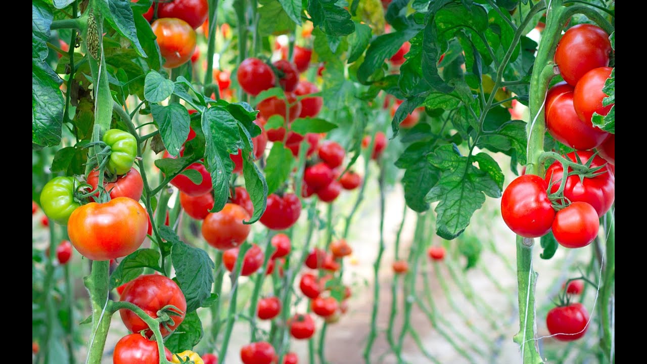 टमाटर की उन्नत खेती 😀👉|| Tamatar Ki Nursery Kaise Taiyar Kare # ...