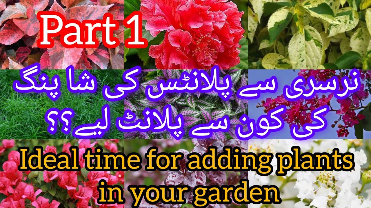 Plant shopping from nursary part1.Monsoon plant shopping.Best time for adding plants in your ...