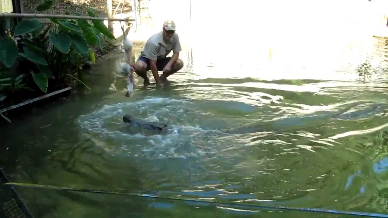 Massive Crocodile - Hand Feeding A Croc! - YouTube