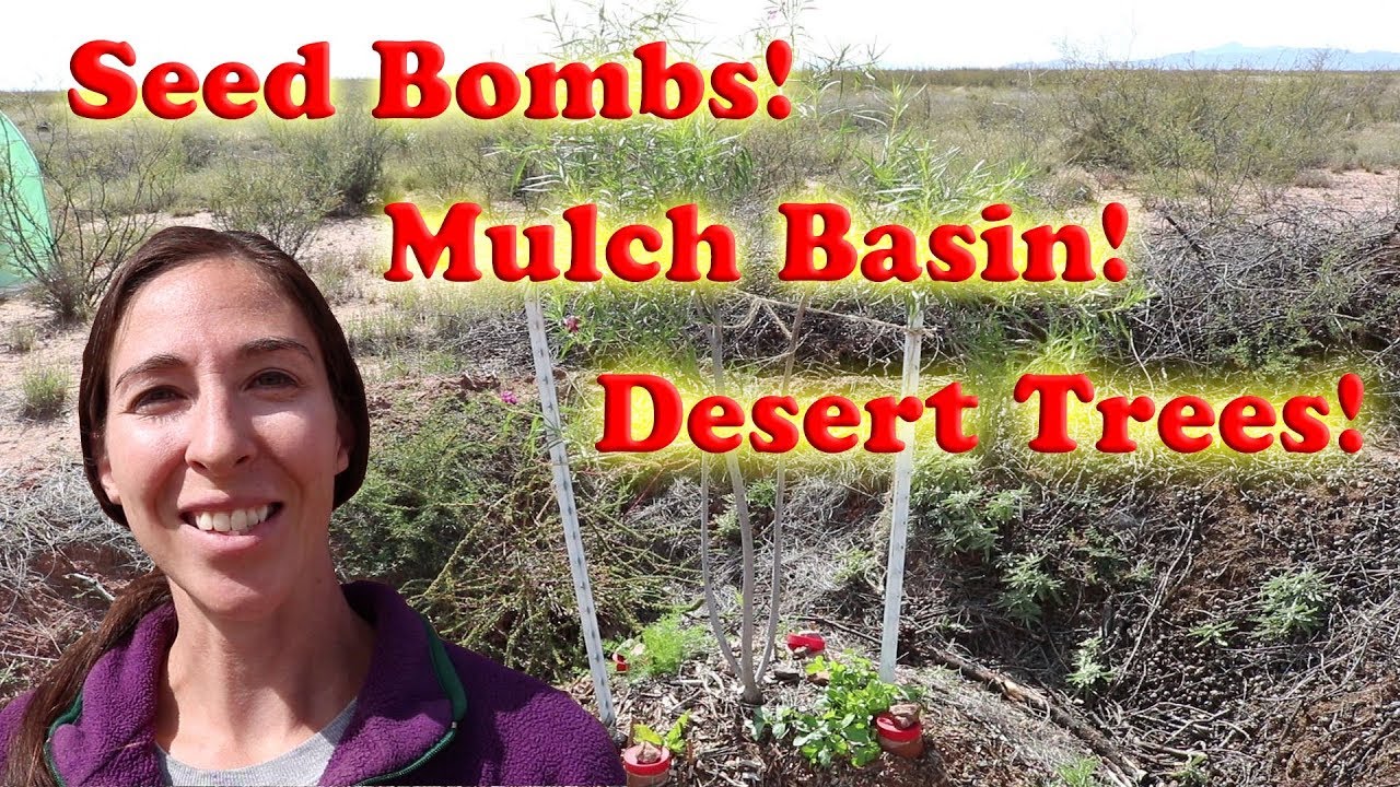 Greywater Mulch Basin, Tree, and Seed Bomb Update - YouTube