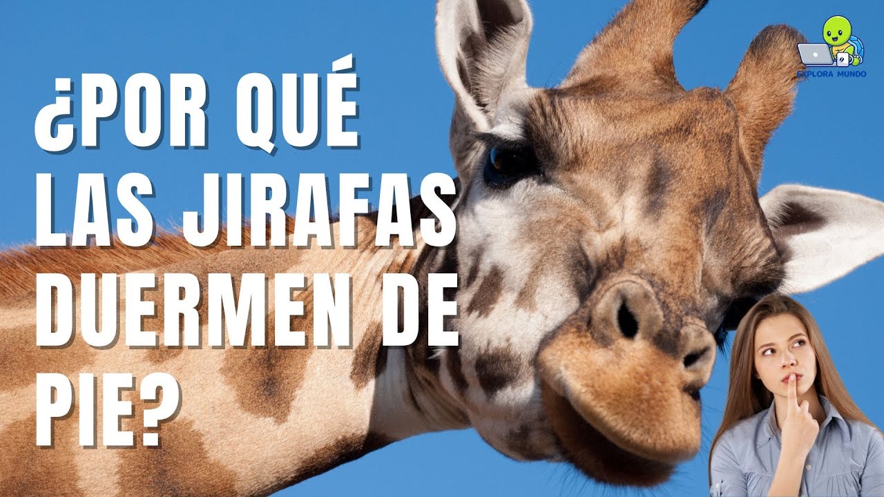¿Cómo duerme una jirafa? #jirafas #dormir #cuello #mamíferos #animales ...