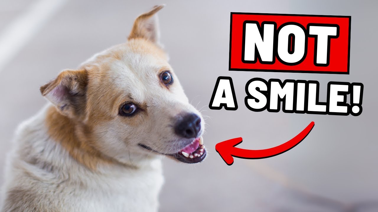 The Real Reason Dogs "Smile" Is Scary - YouTube