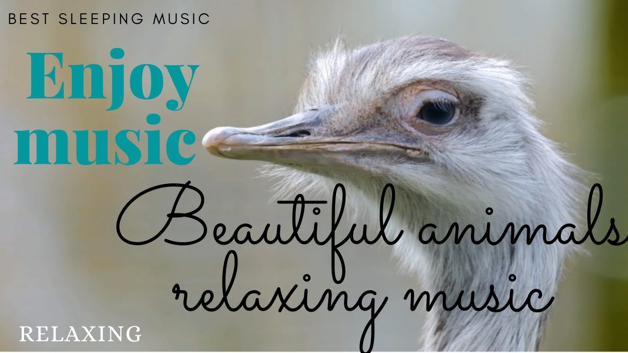 Beautiful animals relaxing music | animals relaxing music | - YouTube