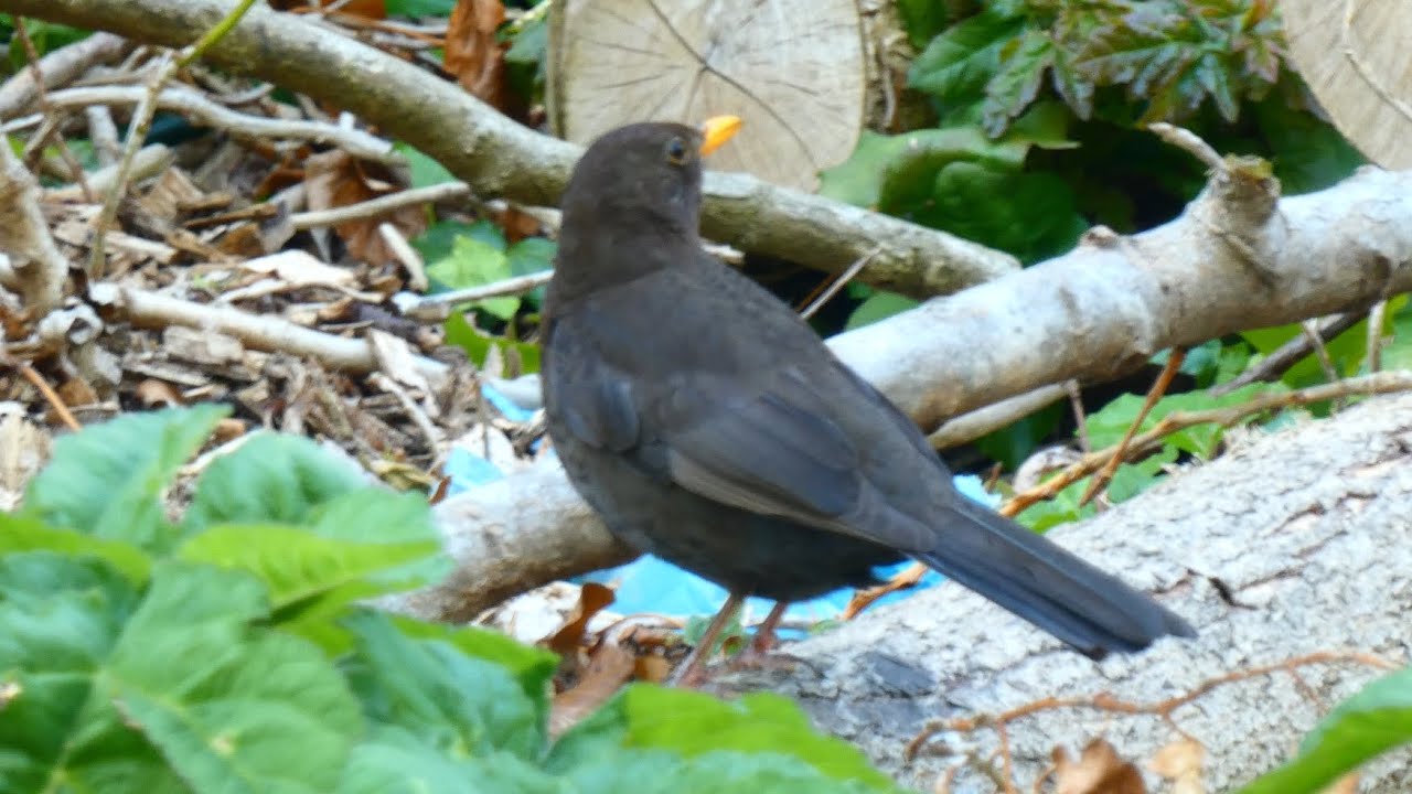 Blackbird Digging for worms Rimrose Valley May 2025 - YouTube