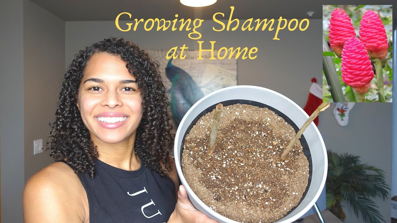 Shampoo Ginger Plant | Growing Ingredients for Hair Products - YouTube