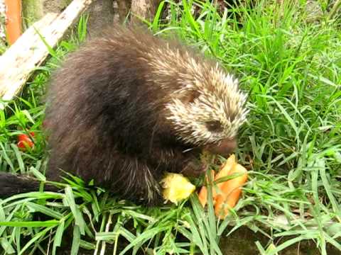 R. Puerco espín Mexicano (Sphiggurus mexicanus) - YouTube