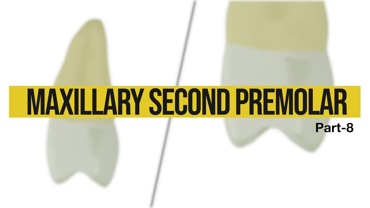 Anatomy of Maxillary Second Premolar | Dental Anatomy | Part-8 - YouTube