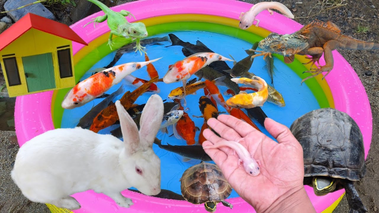 Fun Fishing for Ornamental Fish in Ponds, Catfish, Koi Fish, Goldfish ...