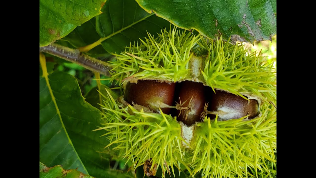 CHESTNUTS!! Ride with me on a little tour of a chestnut farm. You will ...