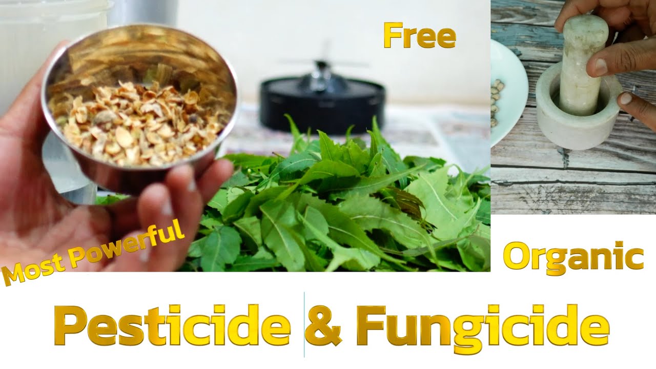 How to Make Neem Pesticide at Home - YouTube