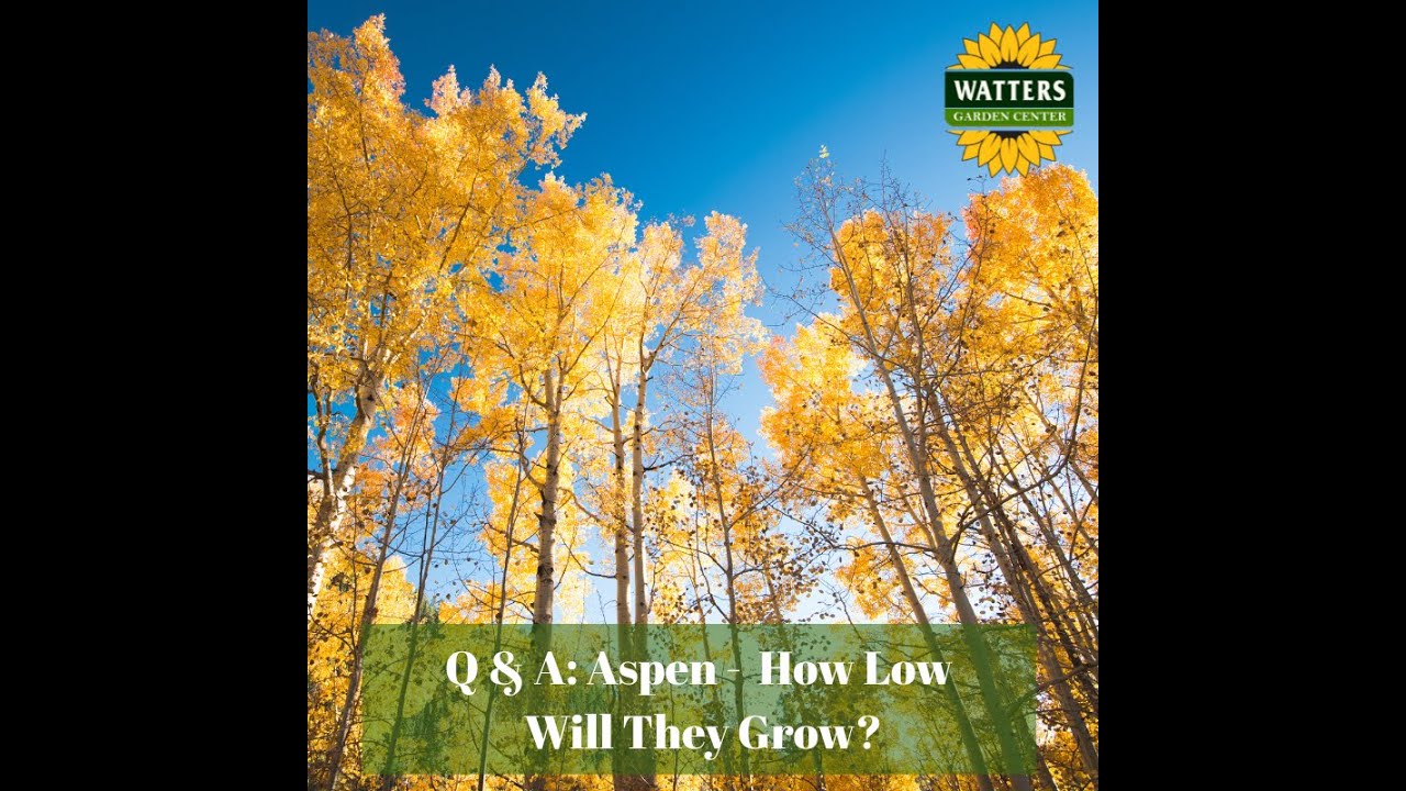 🍂 Q & A - Aspen How Low Will They Grow - YouTube