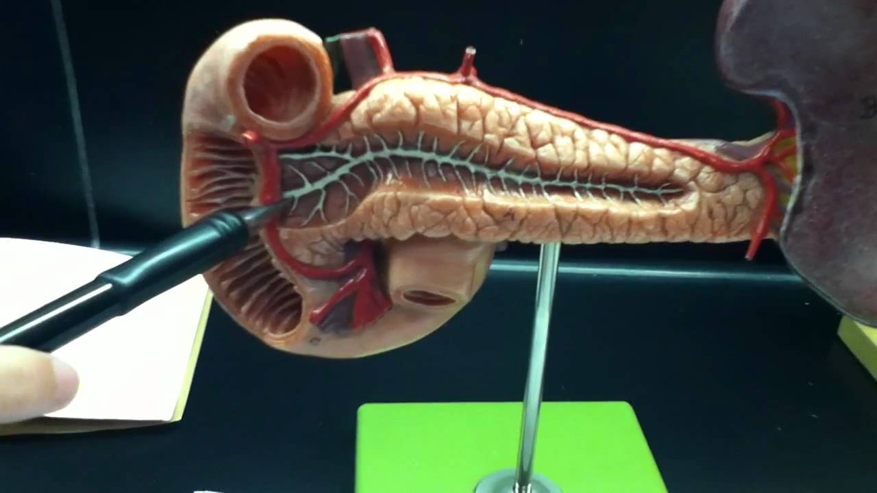 DUODENUM, PANCREAS, AND SPLEEN MODEL - YouTube